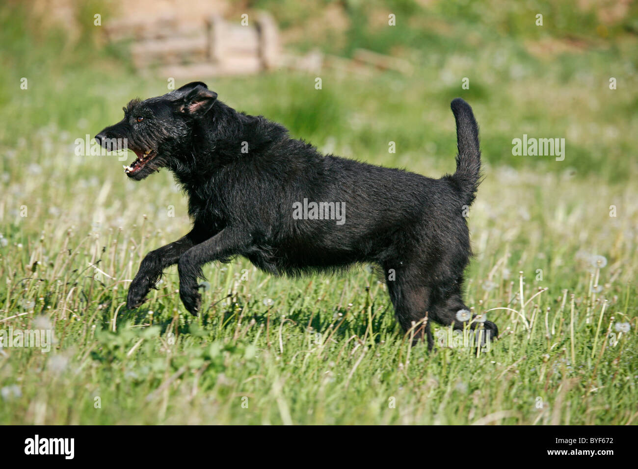 Schnauzer half breed hi-res stock photography and images - Alamy