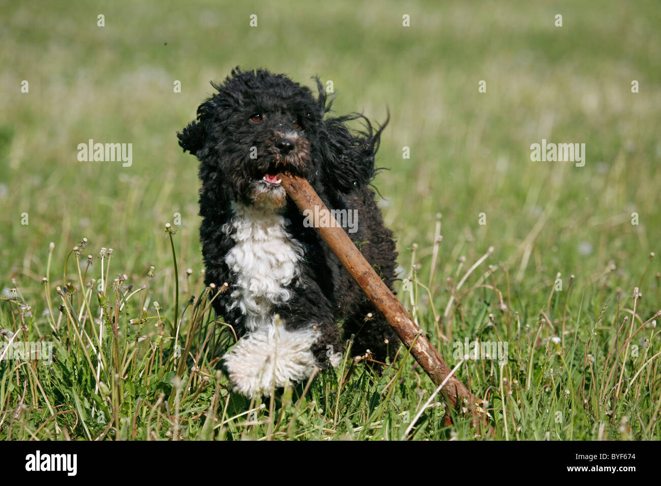 Mischling / Crossbreed Stock Photo - Alamy