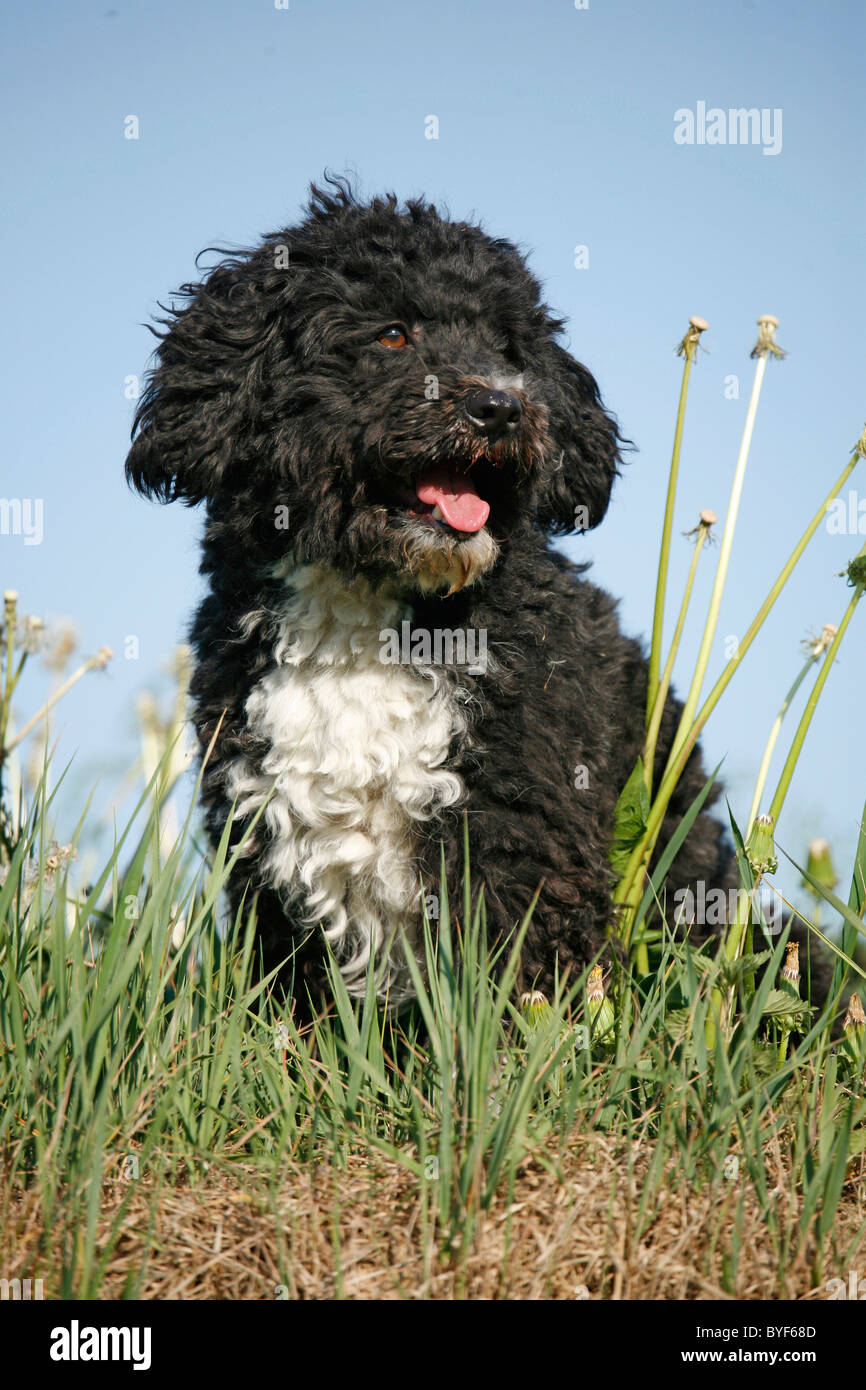 Mischling / Crossbreed Stock Photo - Alamy
