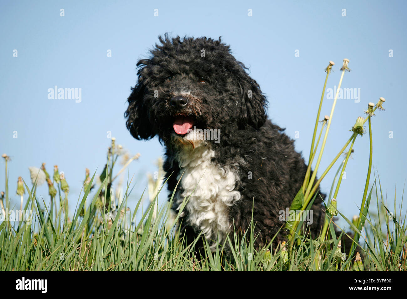 Mischling / Crossbreed Stock Photo - Alamy