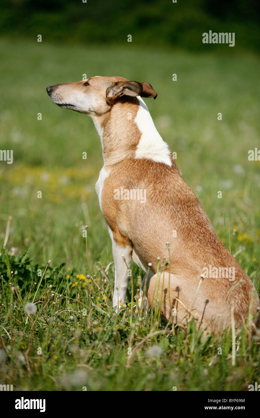 sitzender Kurzhaarcollie / sitting Short Haired Collie Stock Photo - Alamy