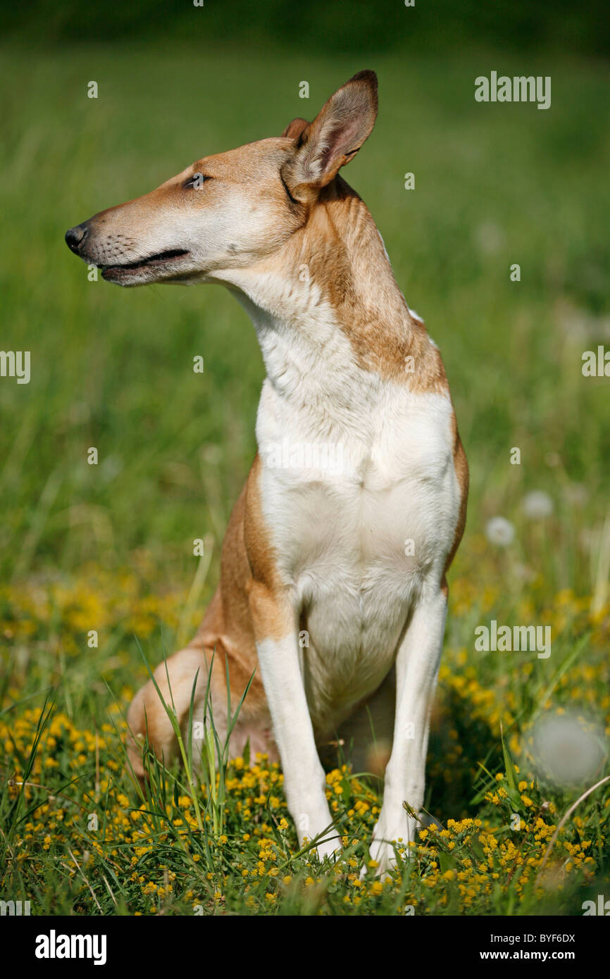 sitzender Kurzhaarcollie / sitting Short Haired Collie Stock Photo - Alamy