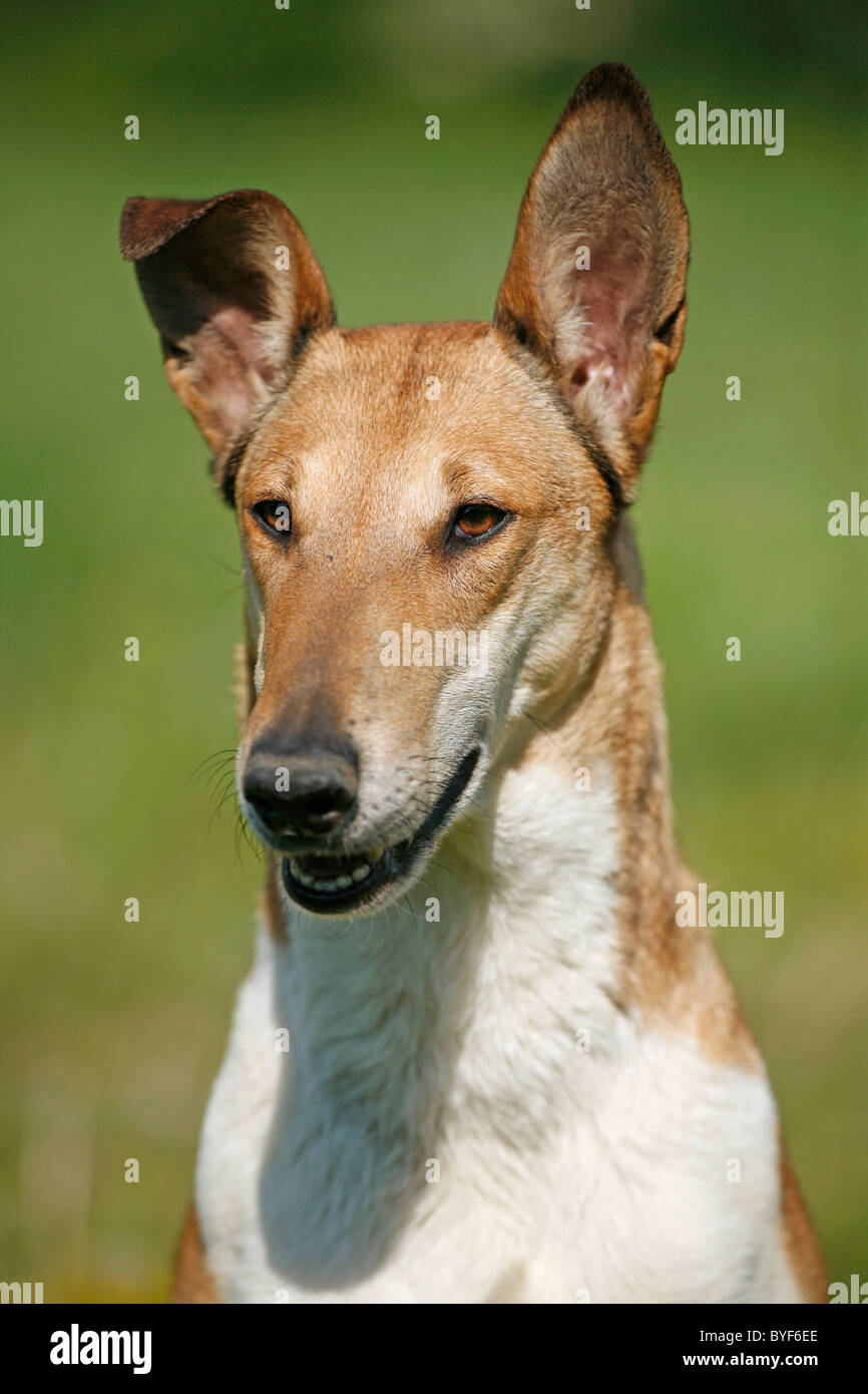 Kurzhaarcollie Portrait / Short Haired Collie Portrait Stock Photo - Alamy