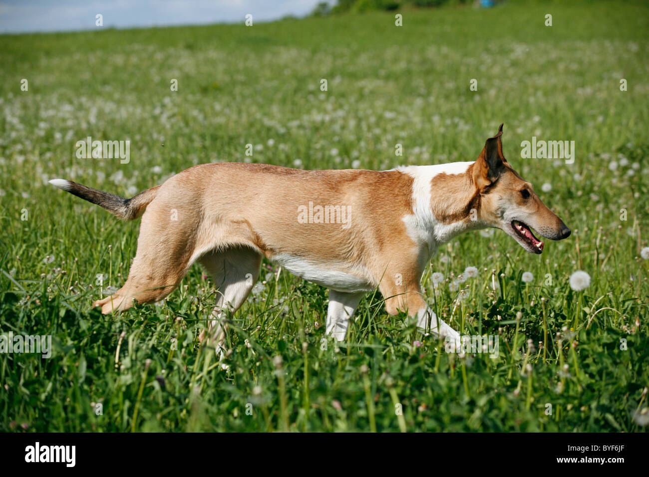 trabender Kurzhaarcollie / trotting Short Haired Collie Stock Photo - Alamy