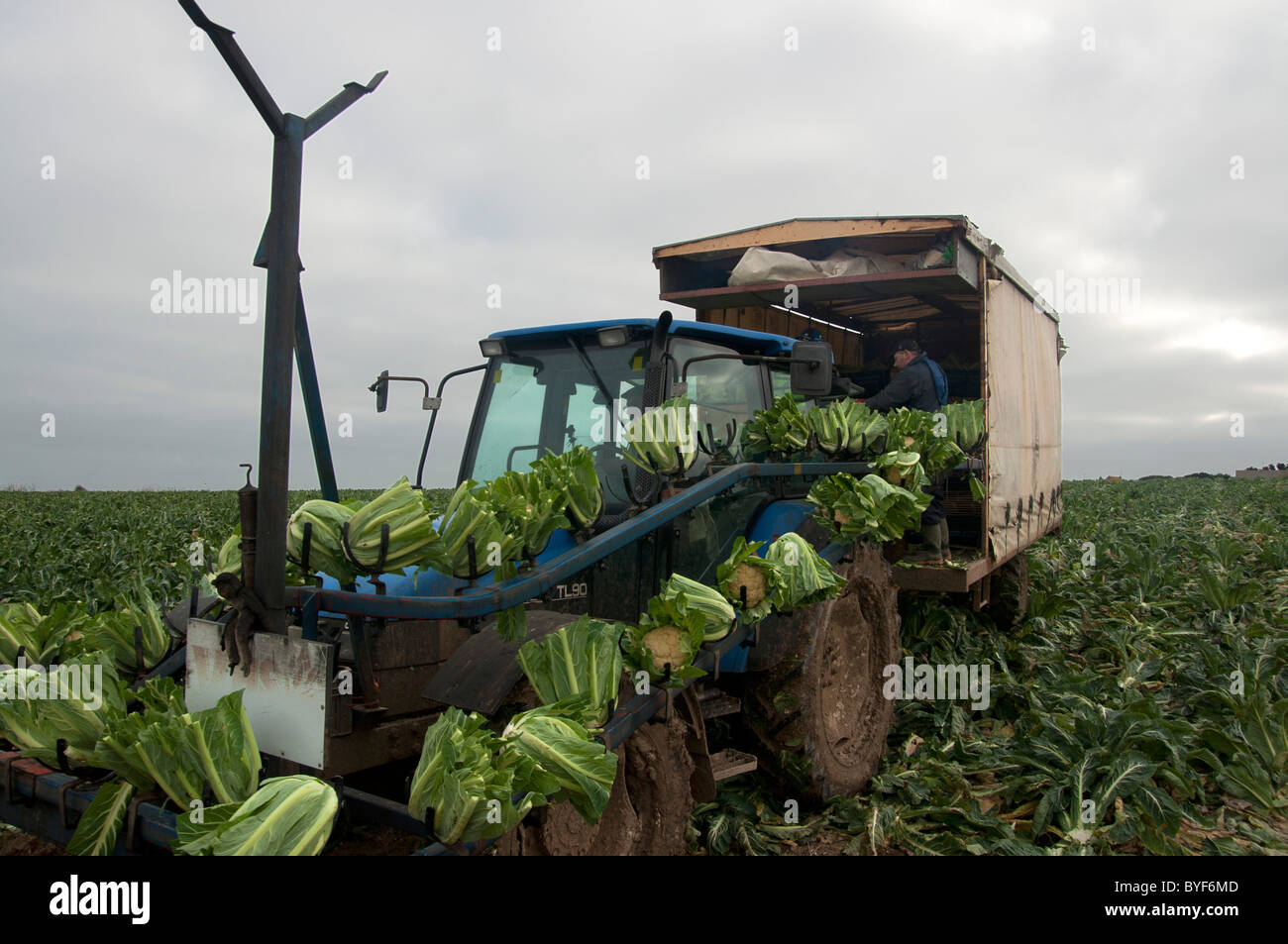 workers cut cabbages in the field Kent england UK Stock Photo - Alamy