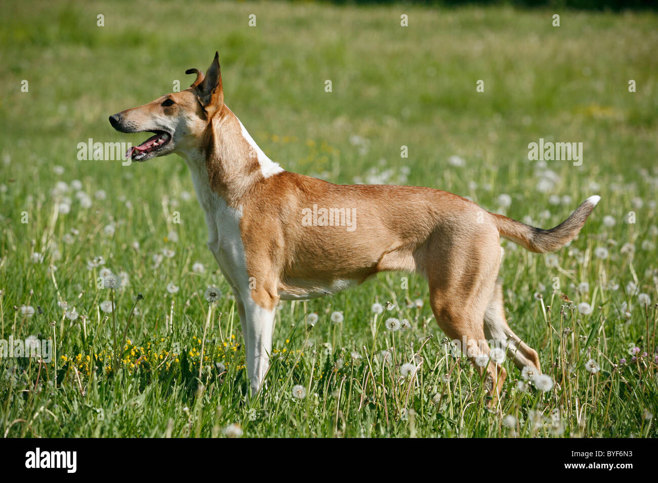 stehender Kurzhaarcollie / Short Haired Collie Stock Photo - Alamy