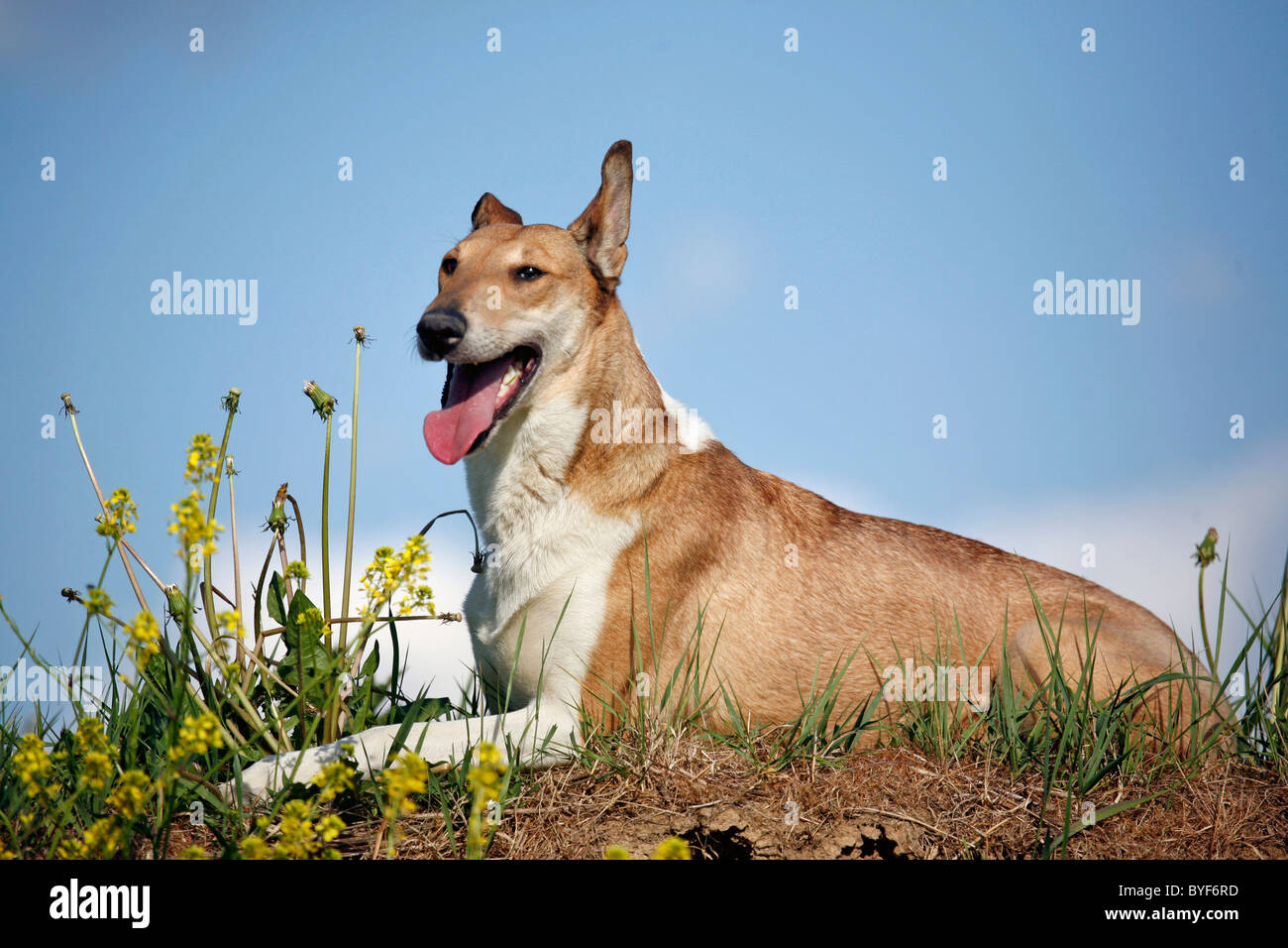 liegender Kurzhaarcollie / lying Short Haired Collie Stock Photo - Alamy