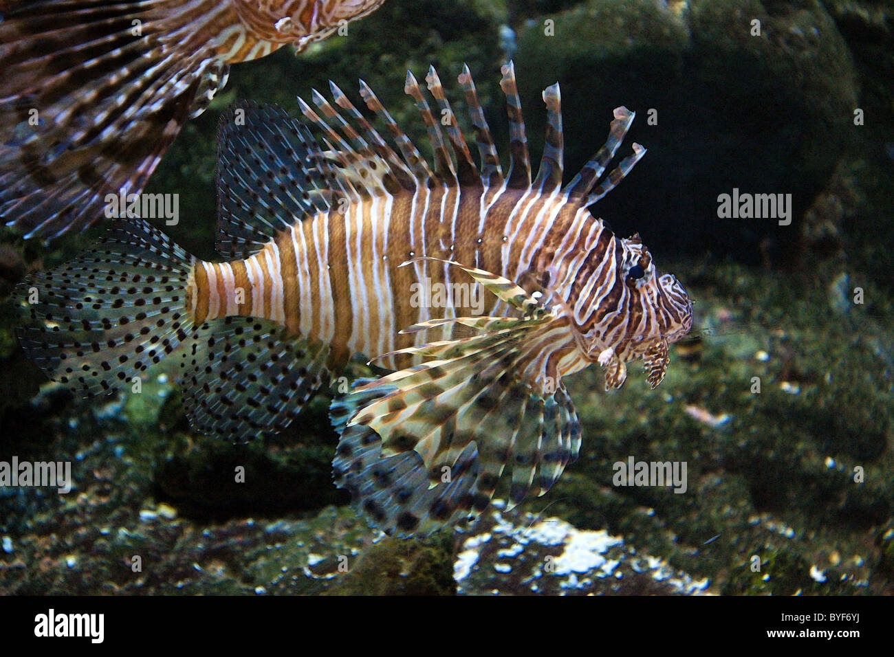 Georgia invasive species hi-res stock photography and images - Alamy