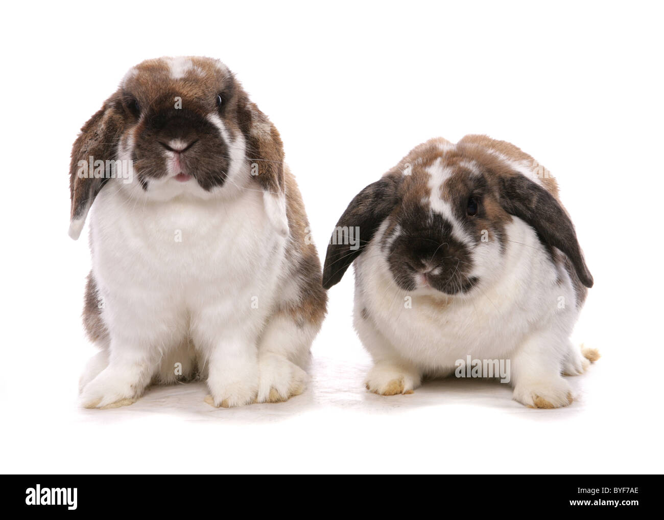 lop eared rabbits together sitting and laying studio Stock Photo - Alamy
