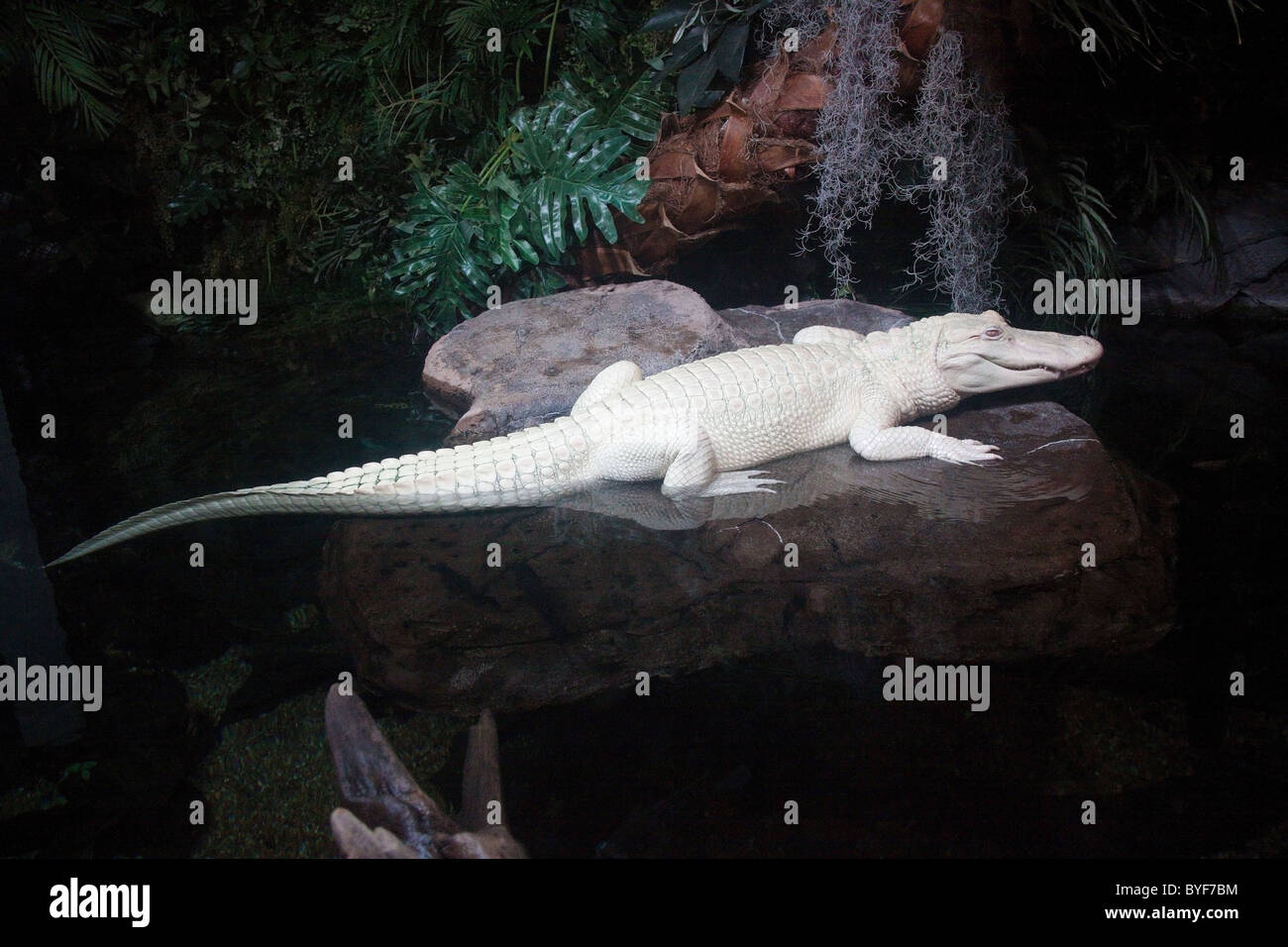 Atlanta albino white alligator hi-res stock photography and images - Alamy