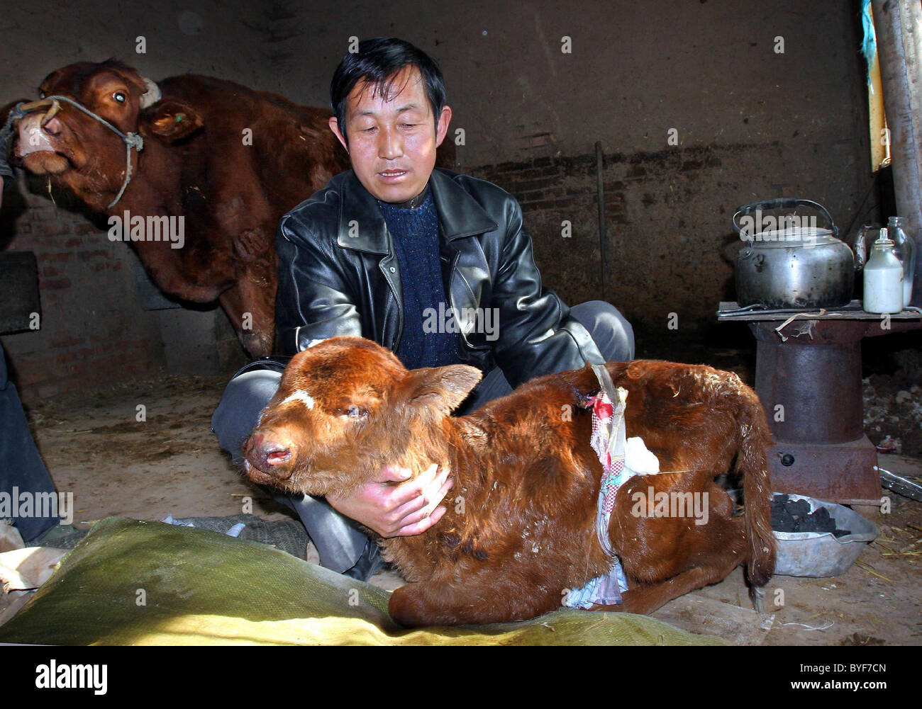 TWO-HEADED CALF The owners of this calf were left in an udder state of ...