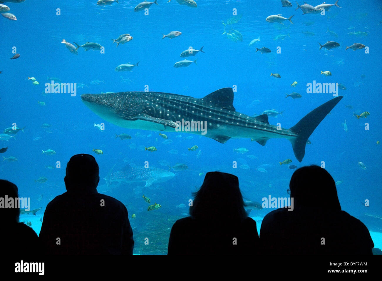 People watching fish in the large ocean tank at the Georgia Aquarium ...