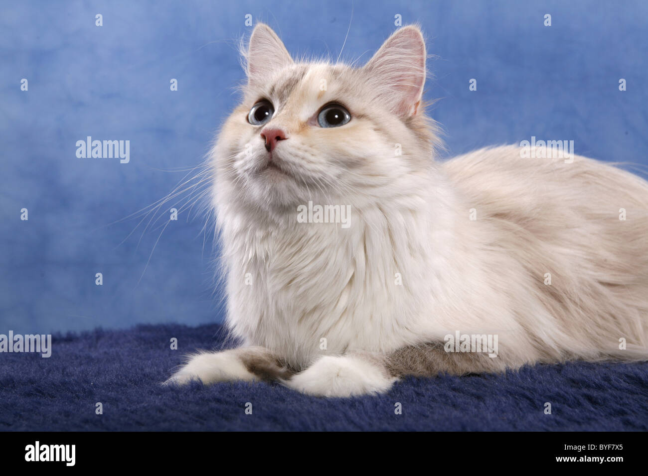 Newskaja hi-res stock photography and images - Alamy