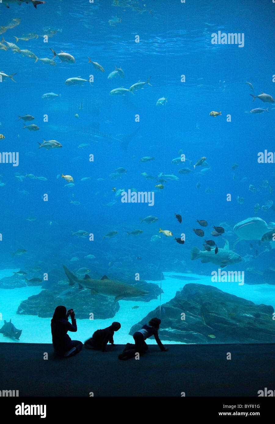 People watching fish in the large ocean tank at the Georgia Aquarium ...