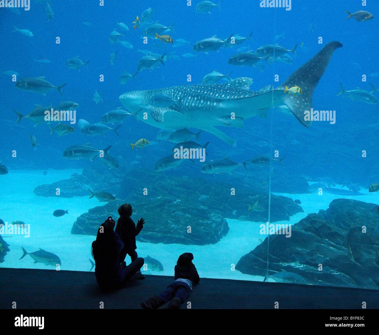 People watching fish in the large ocean tank at the Georgia Aquarium ...