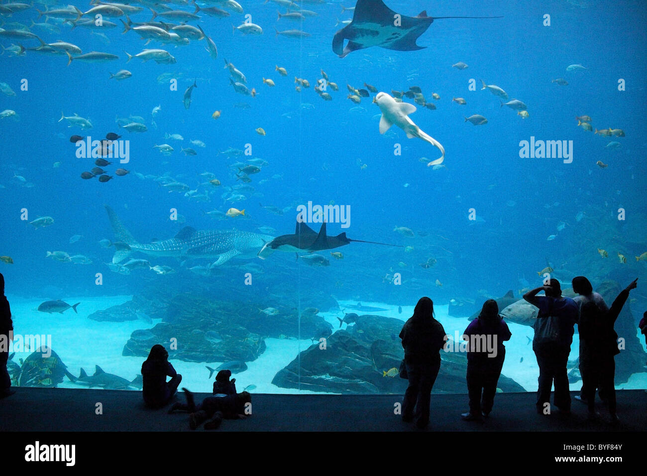 People watching fish in the large ocean tank at the Georgia Aquarium ...