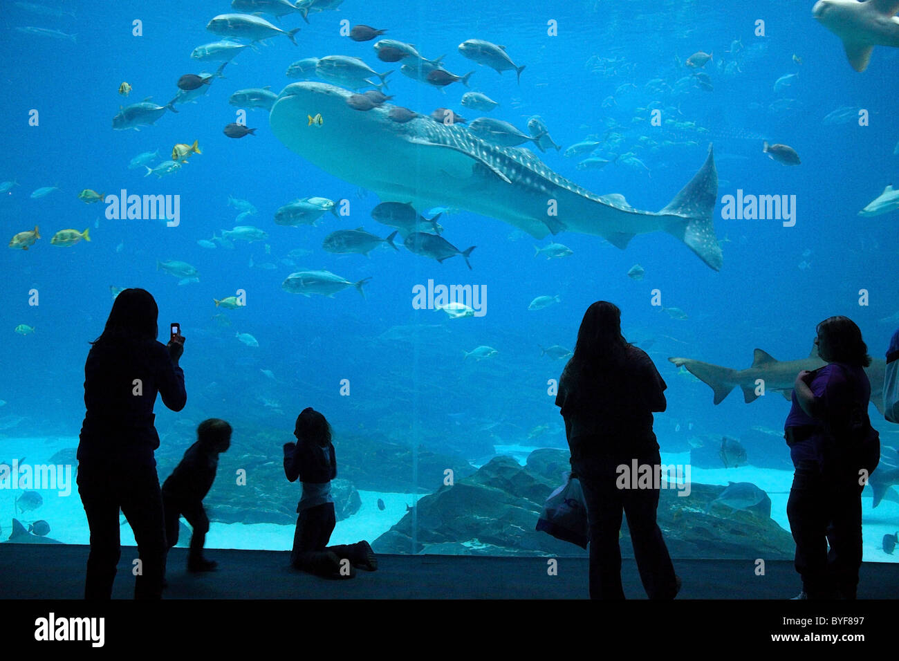 People watching fish in the large ocean tank at the Georgia Aquarium ...