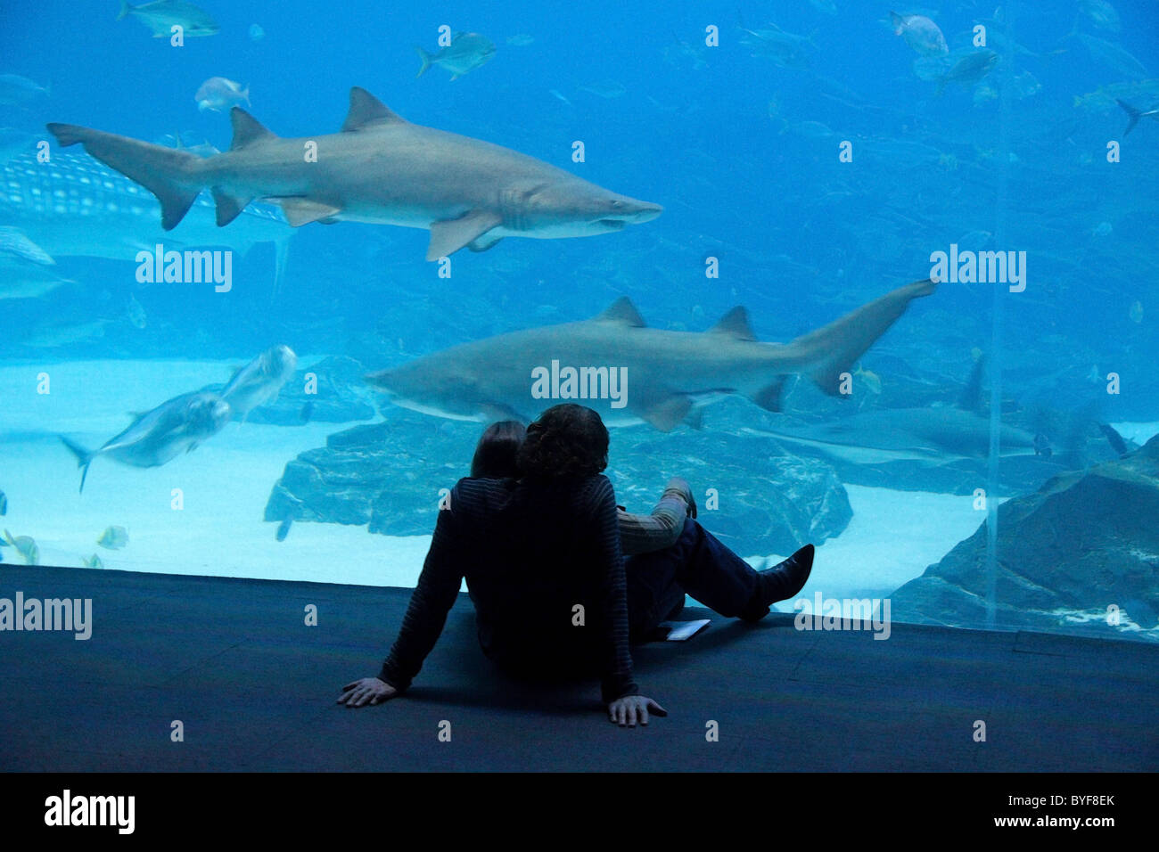 People watching fish in the large ocean tank at the Georgia Aquarium ...
