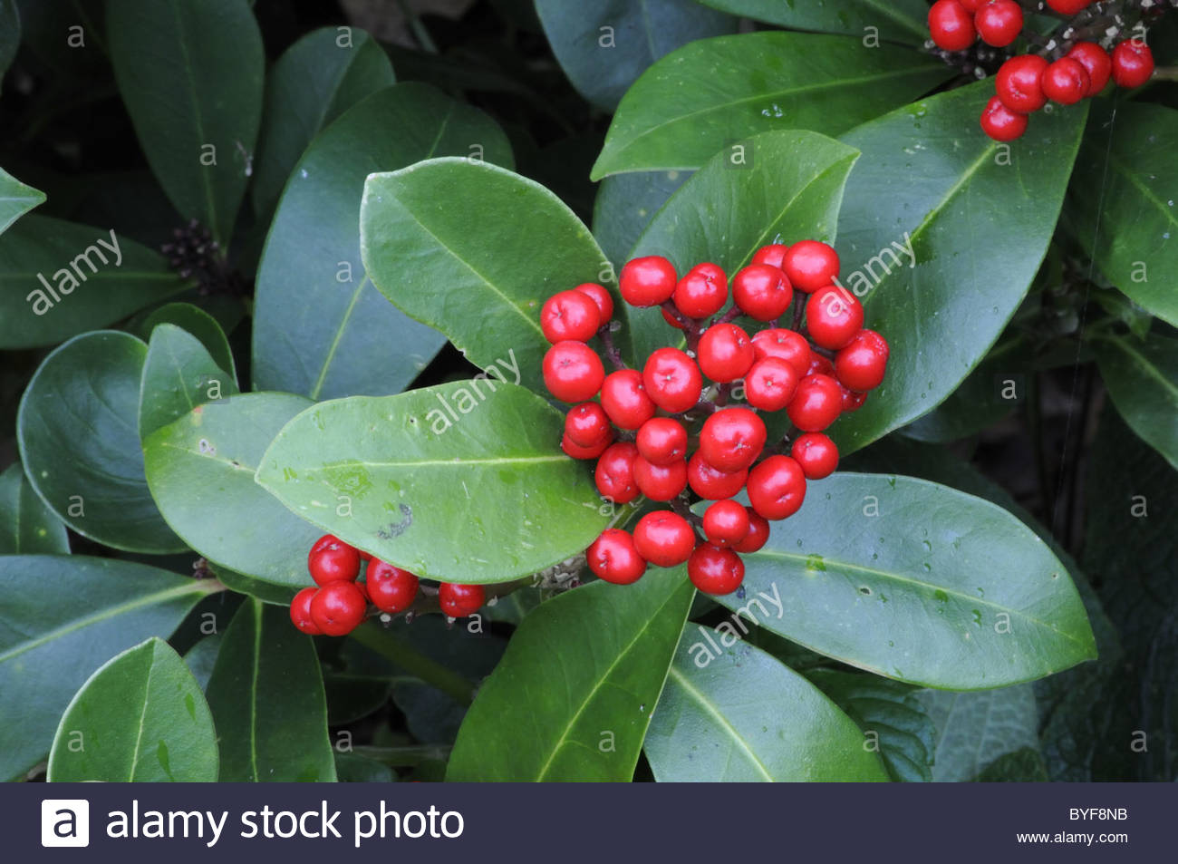 Waxy Leaves Stock Photos & Waxy Leaves Stock Images - Alamy