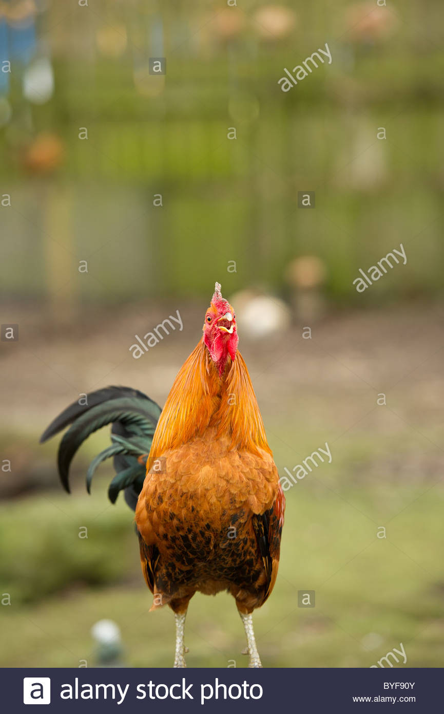 Jungle Fowl Stock Photos & Jungle Fowl Stock Images - Alamy