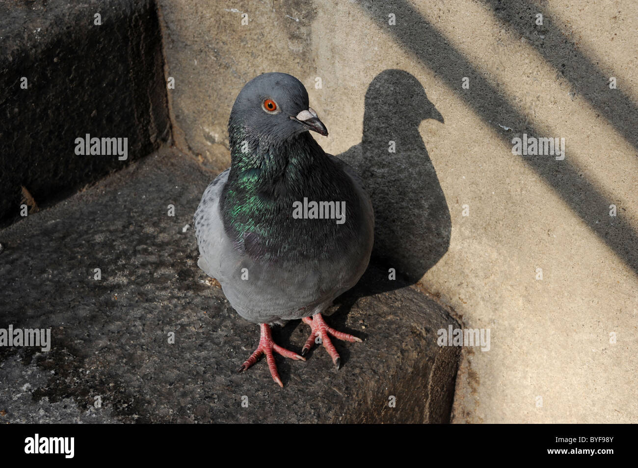 Dirty Pigeon High Resolution Stock Photography and Images - Alamy