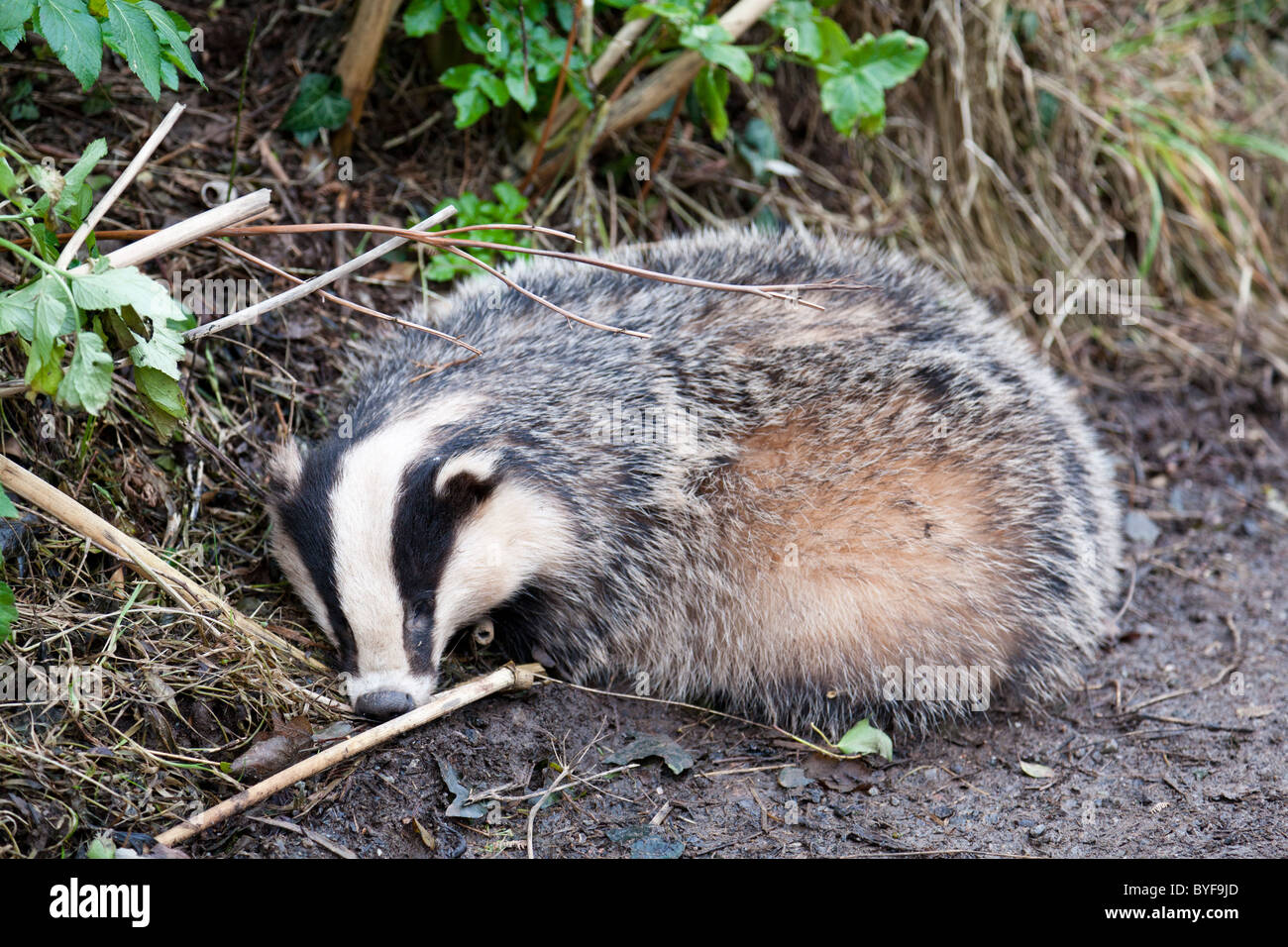 Dead badger (Meles meles) lying at the side of the road Stock Photo - Alamy