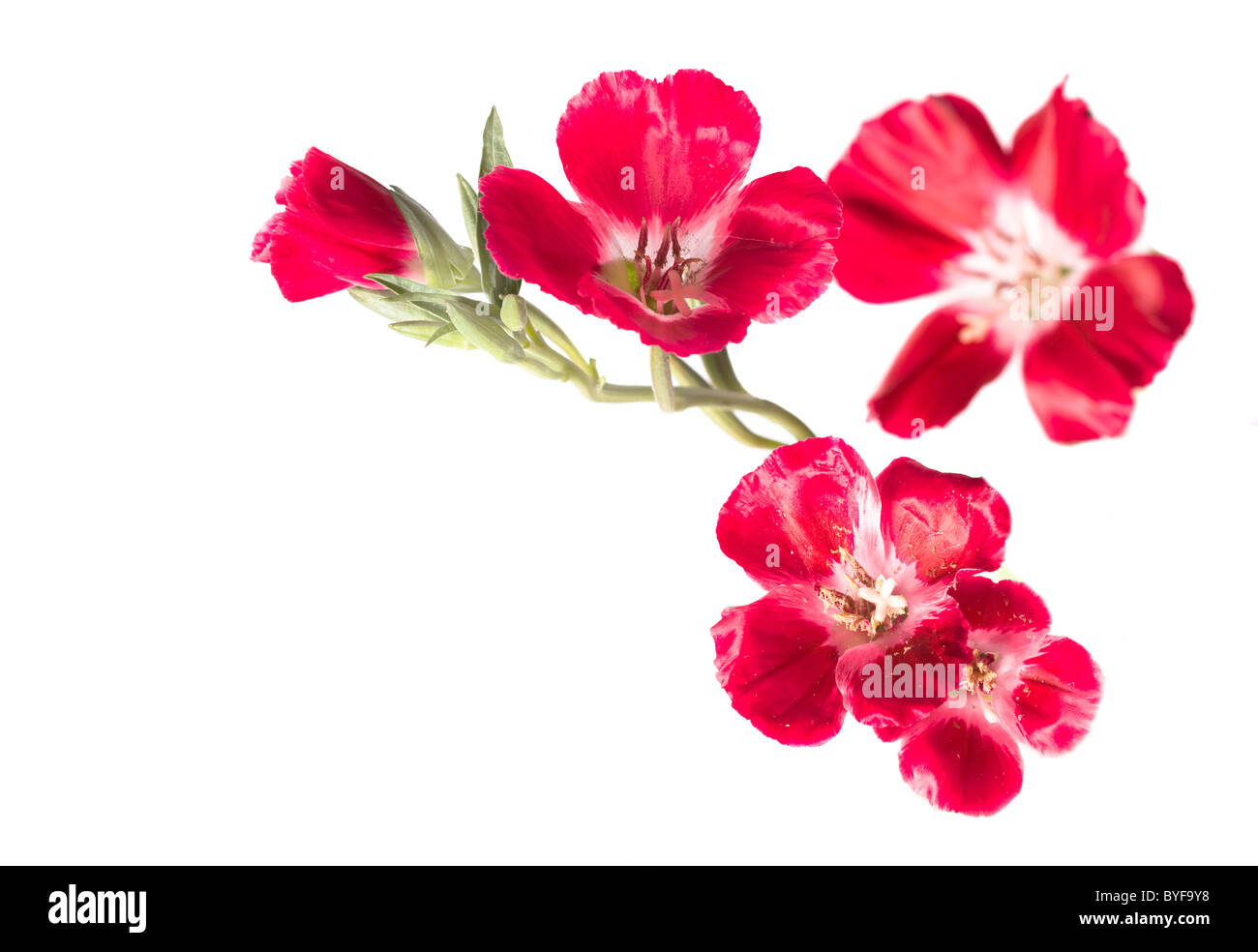 Red tropical flower isolated on white Stock Photo - Alamy