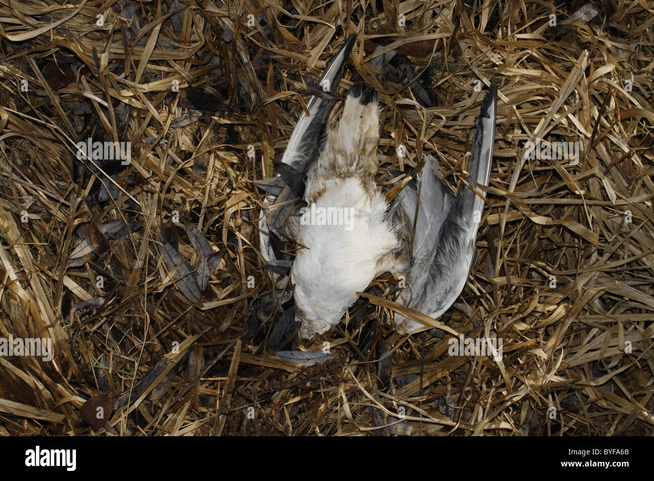 dead seagull (Herring gull) Larus argentatus Stock Photo - Alamy