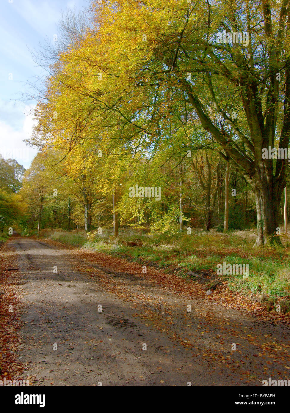 Savernake forest hi-res stock photography and images - Alamy