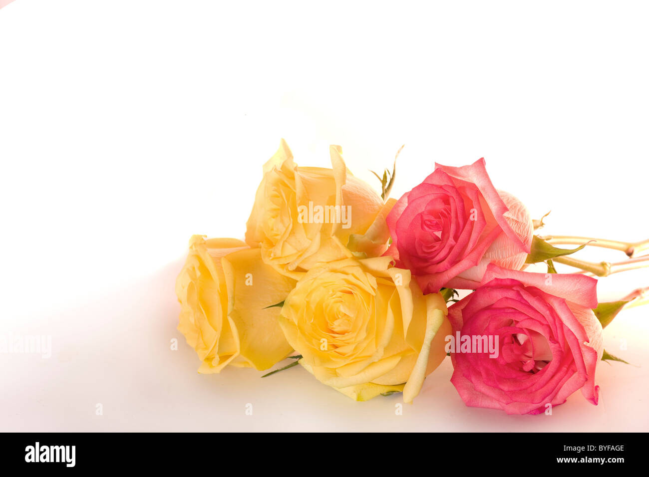 Pink and yellow roses isolated on white Stock Photo - Alamy