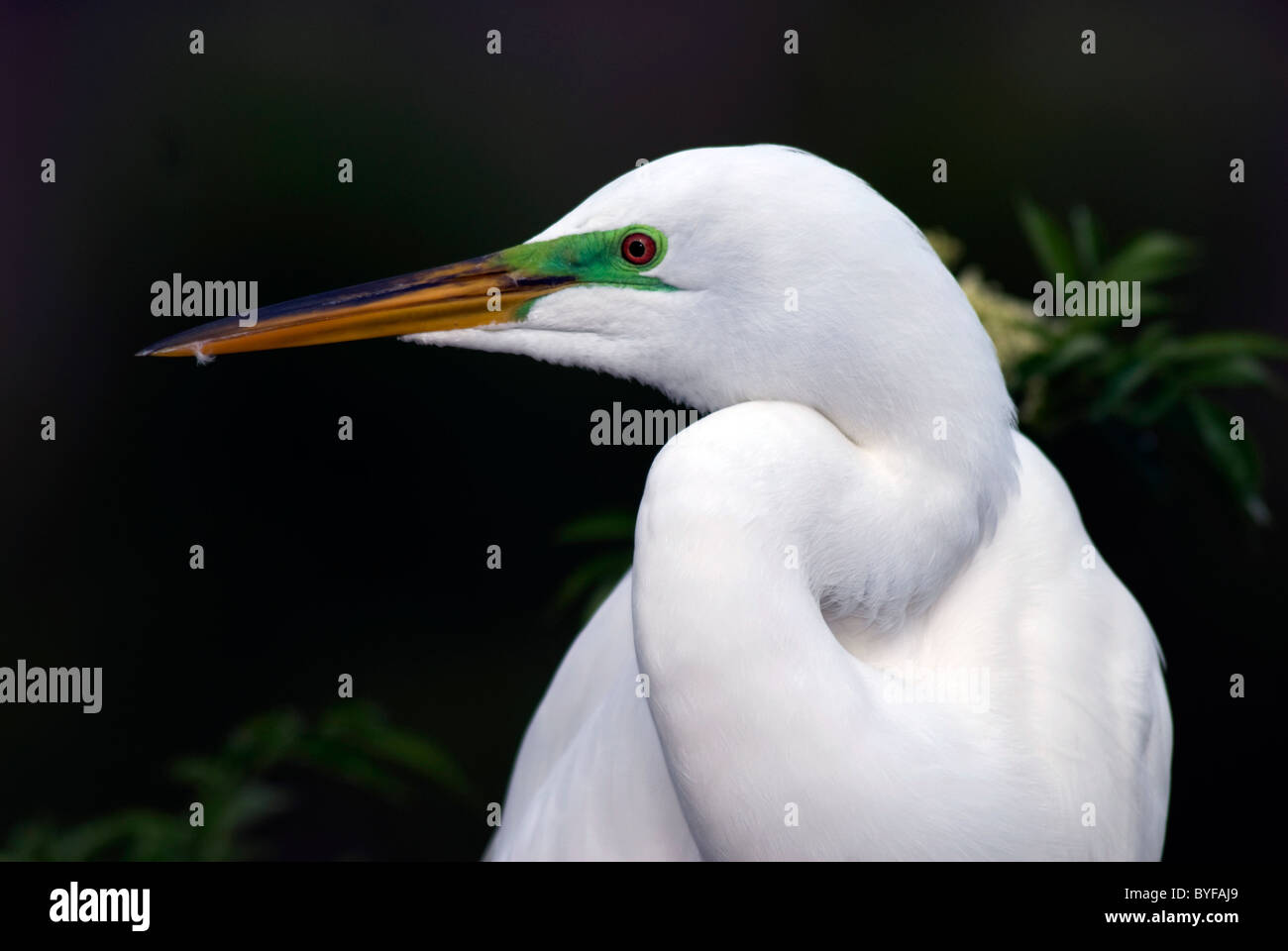 Breeding colors hi-res stock photography and images - Alamy