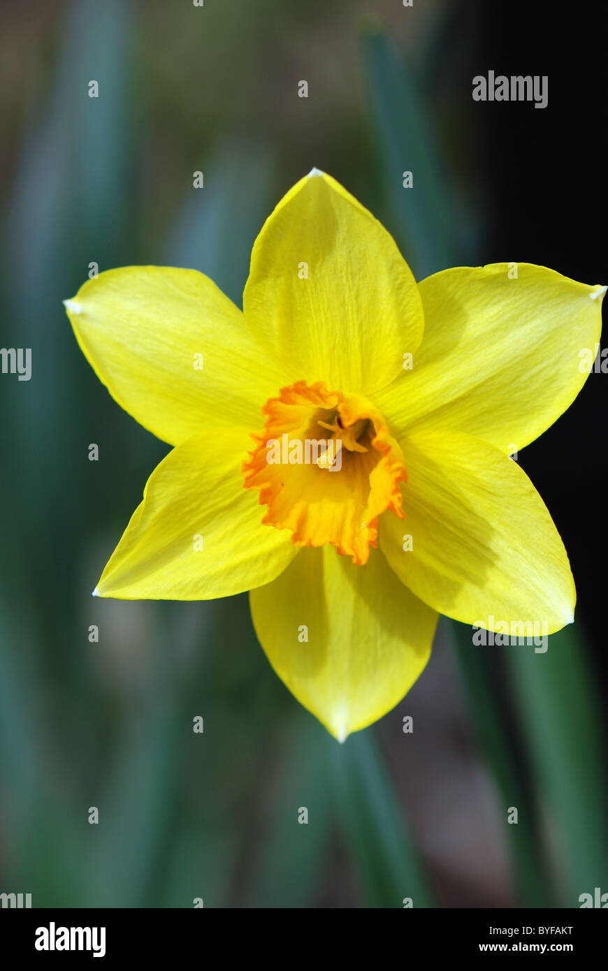 Yellow spring daffodil flower Stock Photo - Alamy