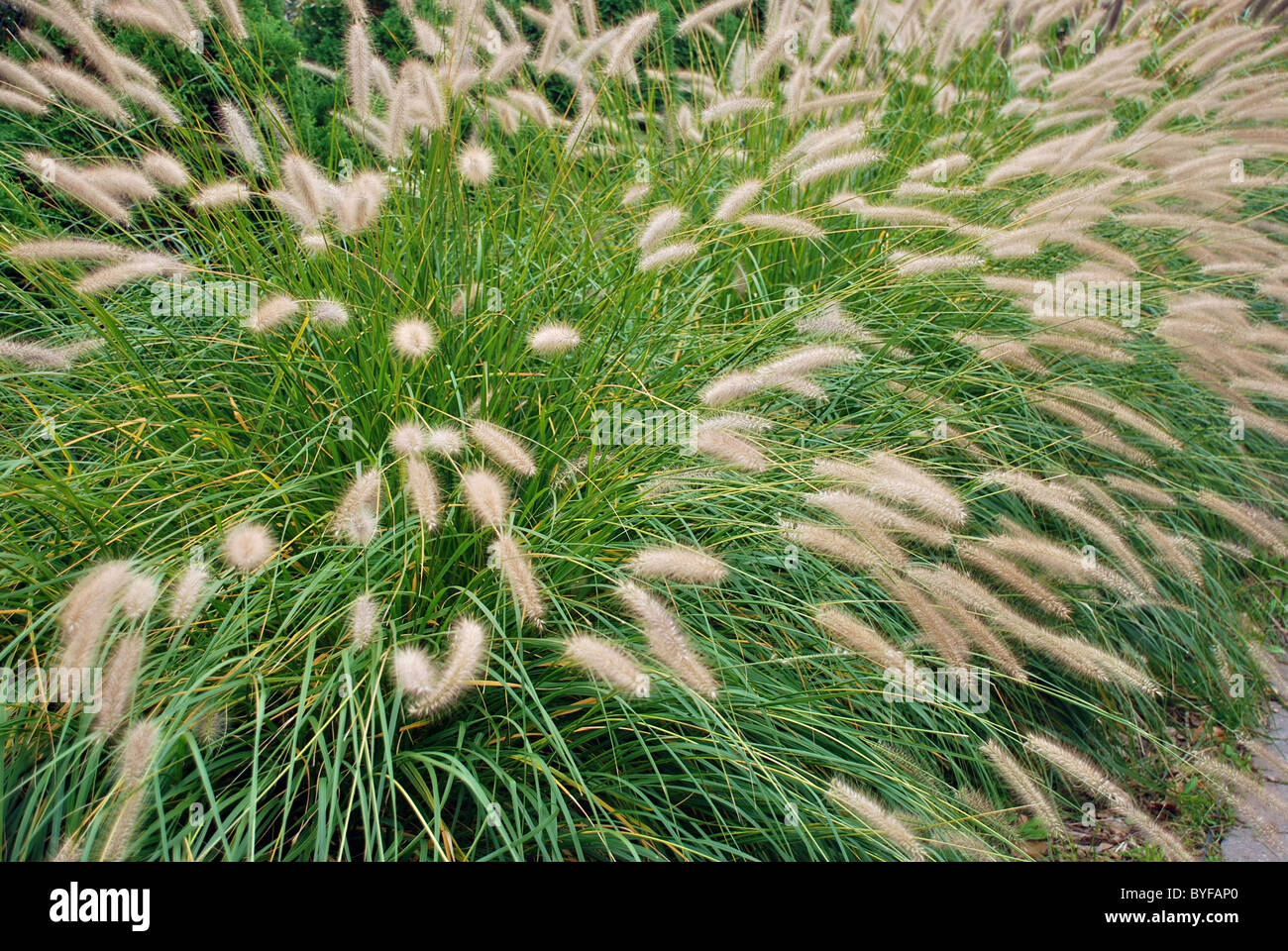 Fluffy grass background Stock Photo - Alamy