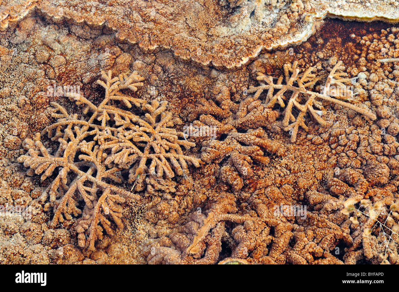 Delicate tree branches preserved in travertine. Mammoth Hot Springs ...