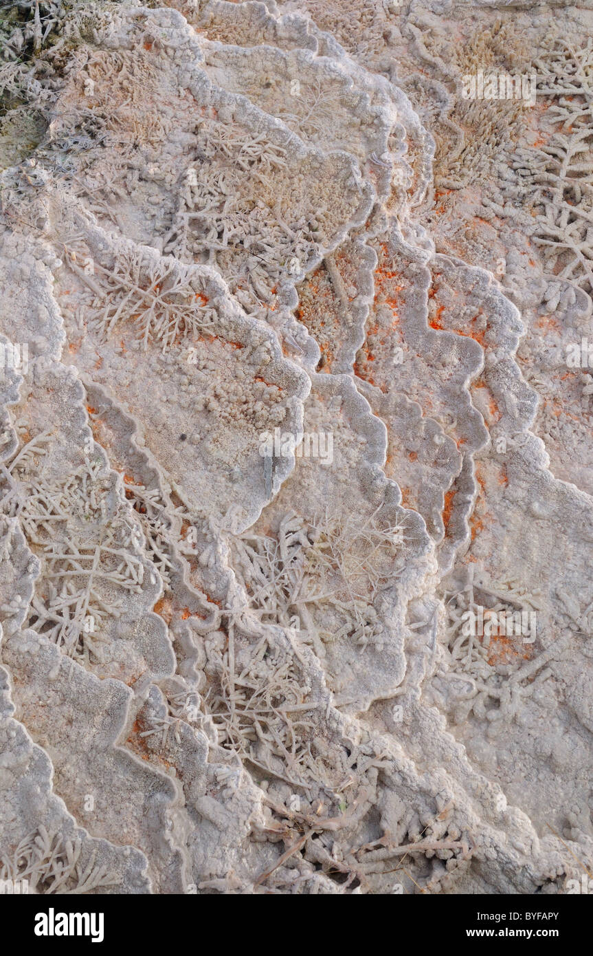 Delicate tree branches preserved in travertine. Mammoth Hot Springs ...