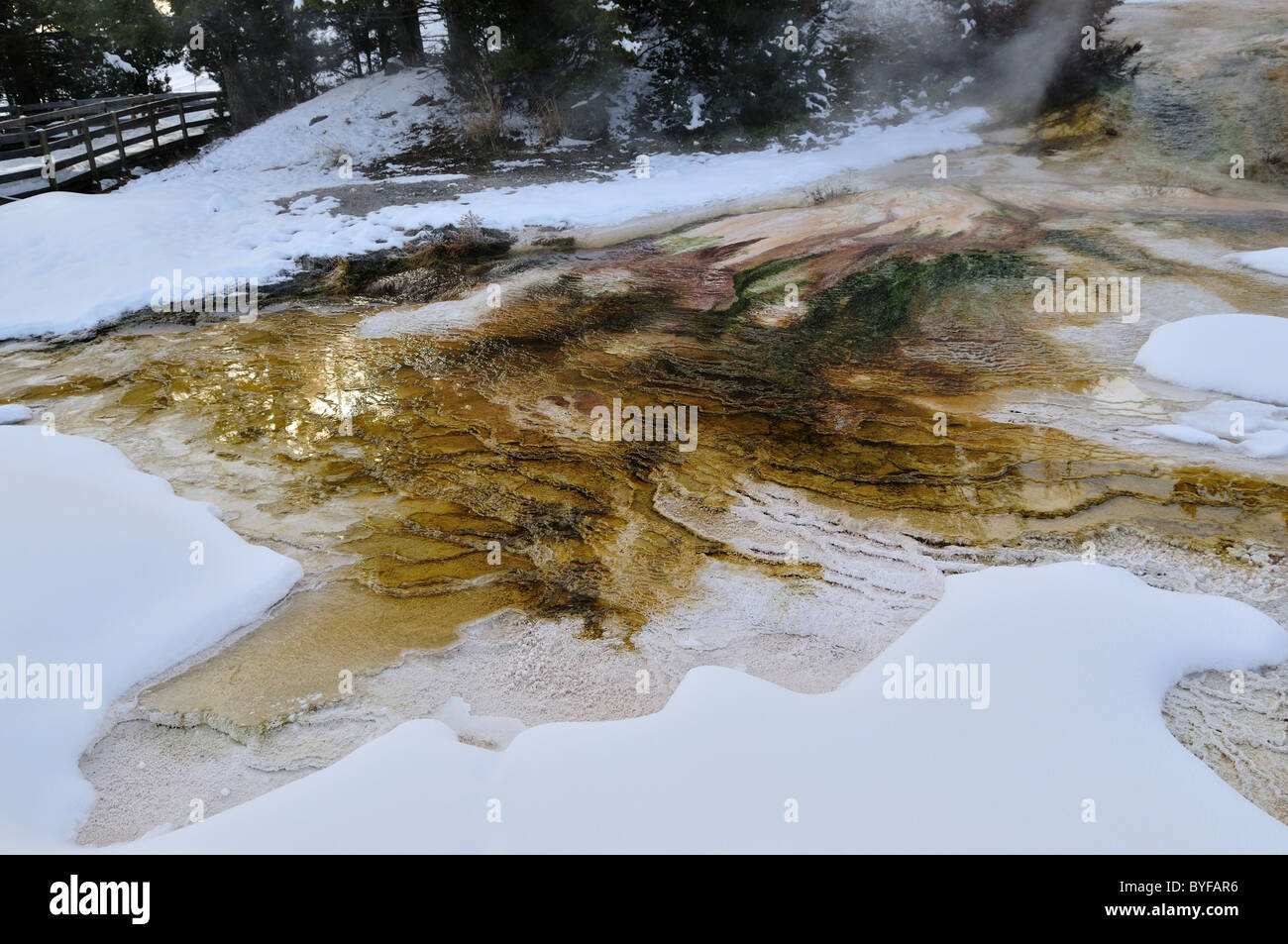 Colorful algae growing in the hot spring. Mammoth Hot Springs ...