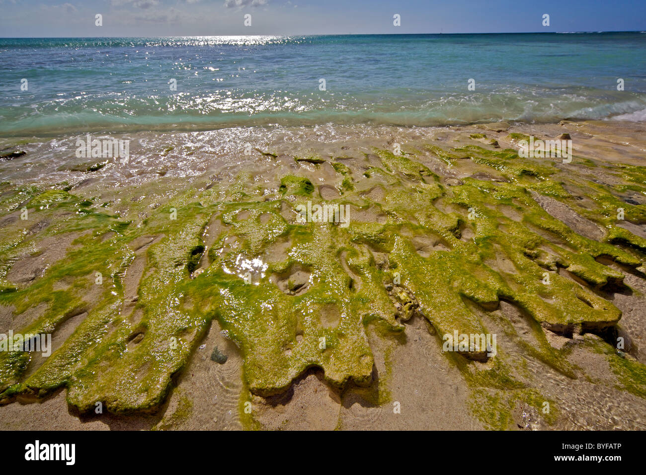 Green Algae on Exposed Coral on the Beach of Aruba in the Caribbean Sea ...
