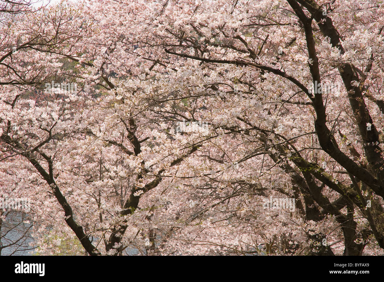 View through flowering Japanese Cherry Blossom Trees during Hanami ...