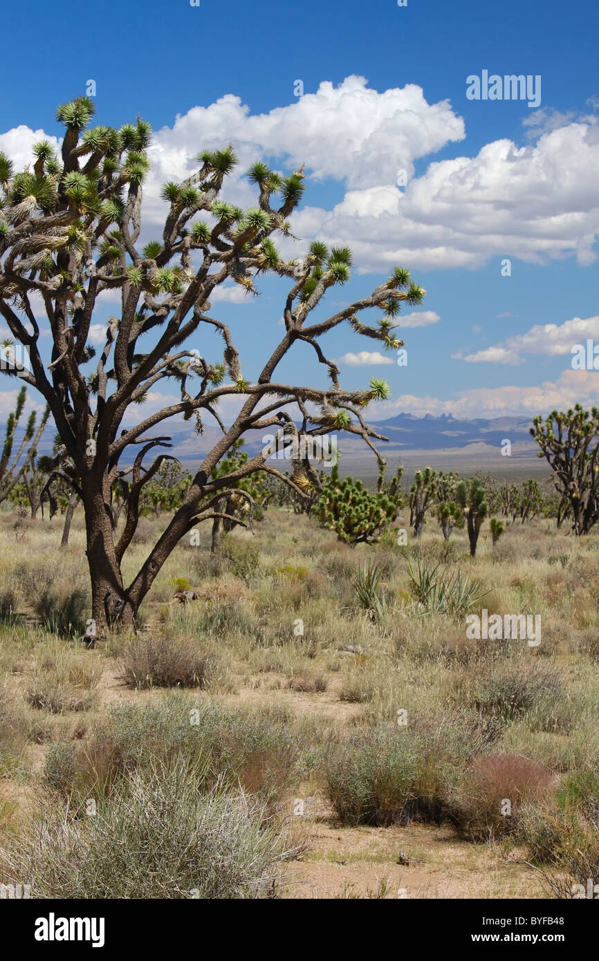 Joshua Trees in the Mojave Desert Stock Photo - Alamy