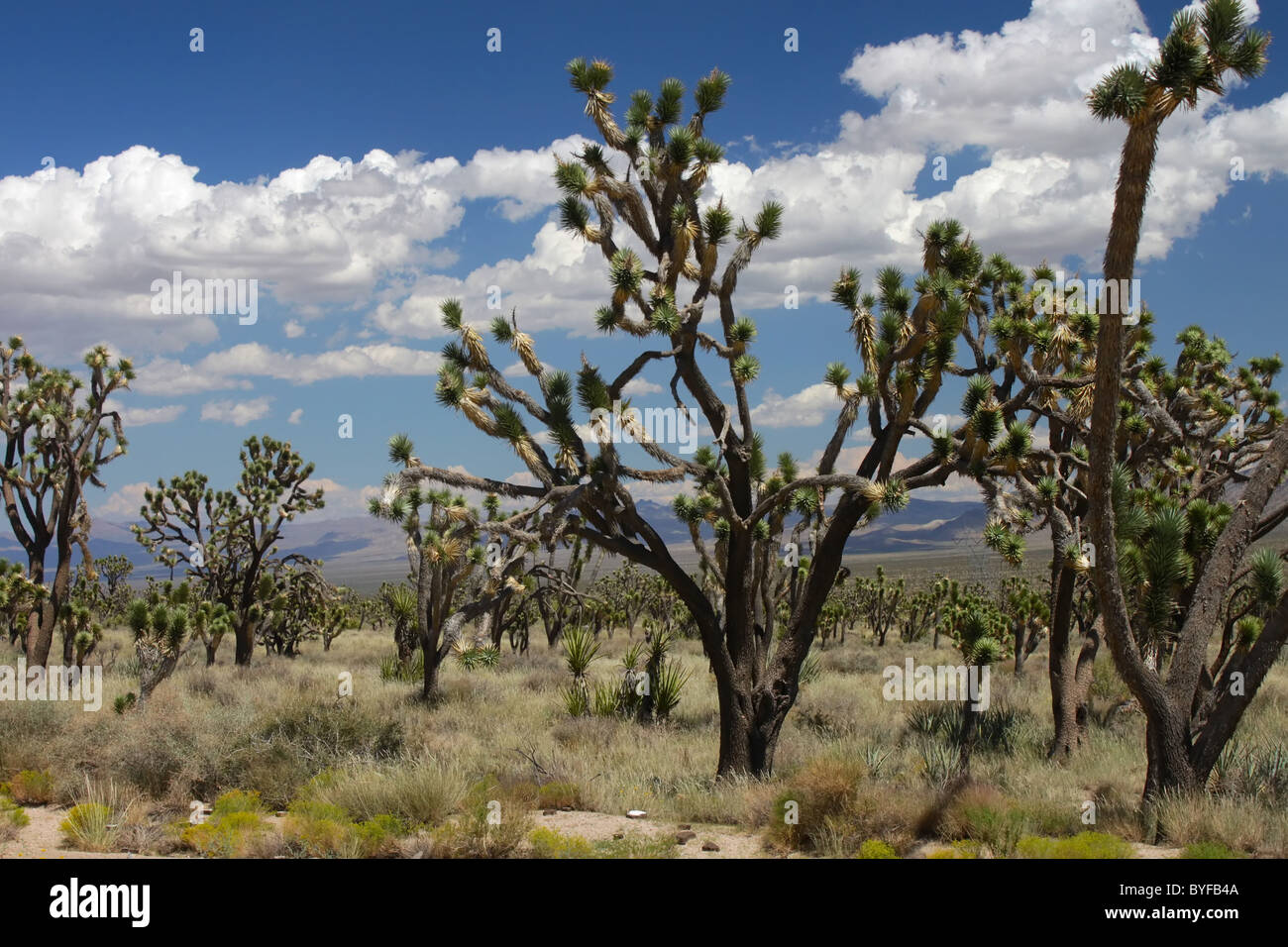 Joshua Trees in the Mojave Desert Stock Photo - Alamy