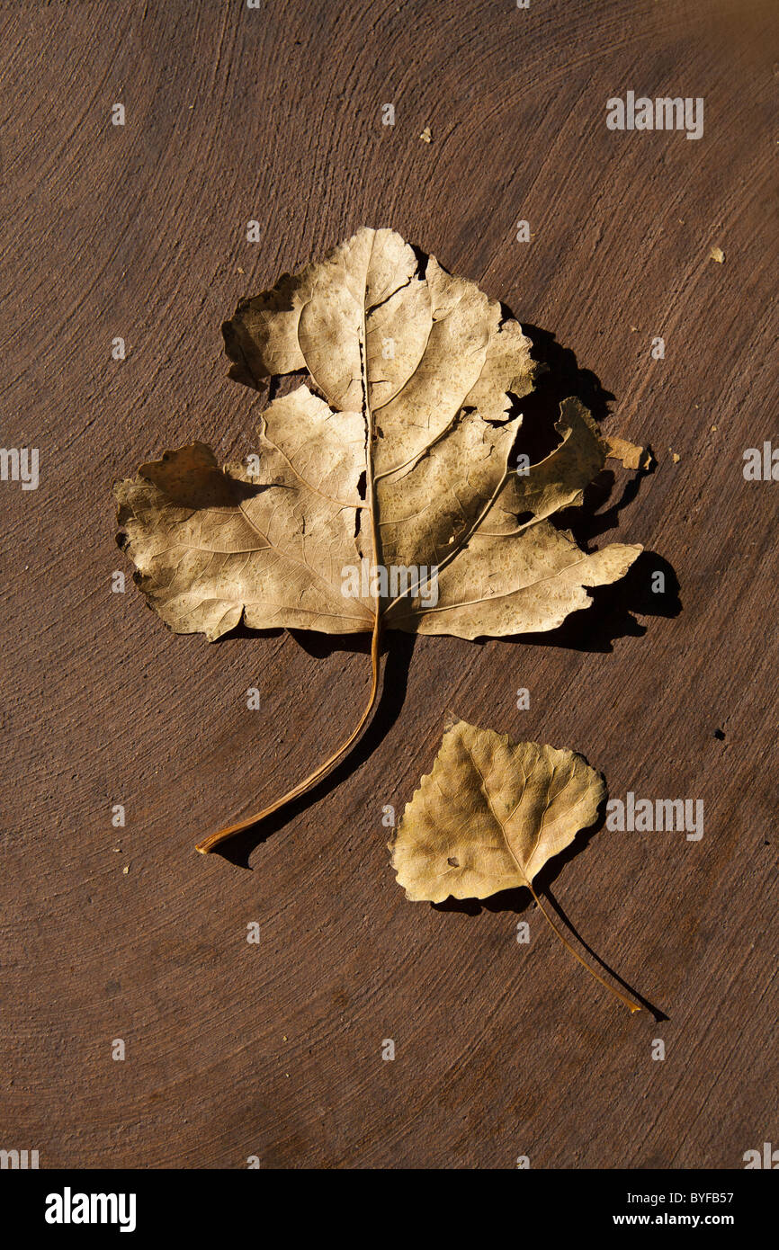 two dry tree leaves on the ground Stock Photo - Alamy