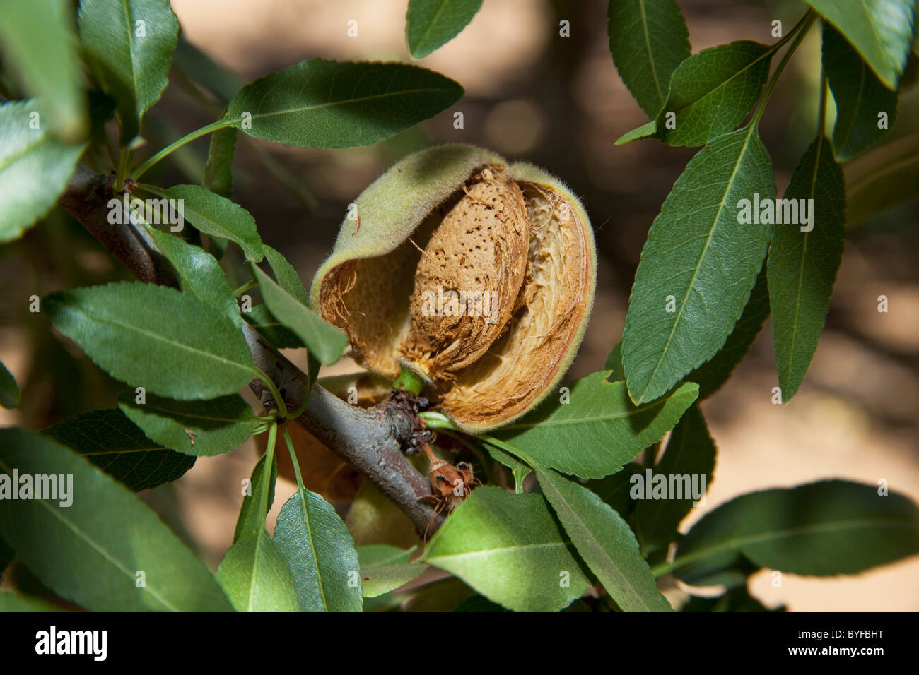 Closeup of a mature almond on the tree, still in the husk and ready to ...