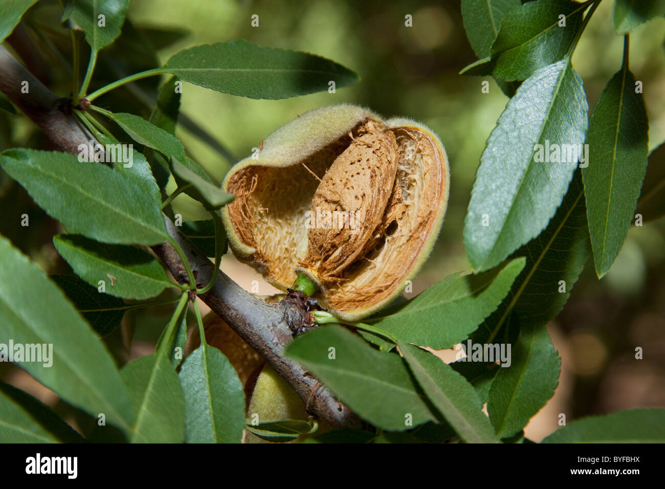 Closeup of a mature almond on the tree, still in the husk and ready to ...