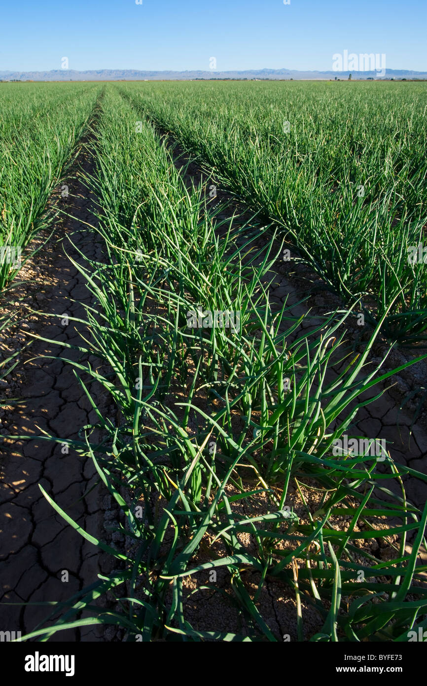 Agriculture - Large field of mid growth yellow onions / Imperial Valley ...