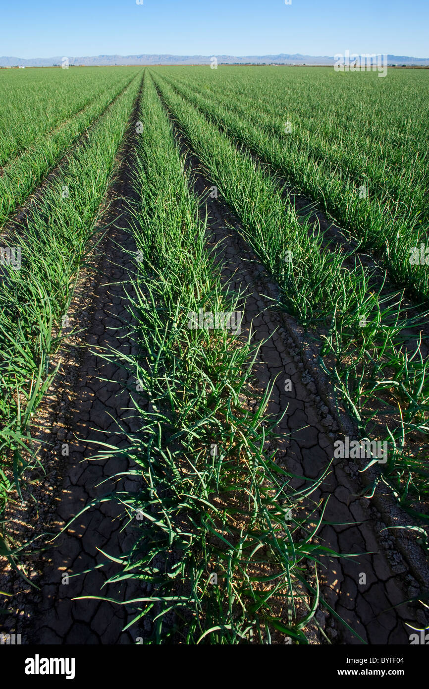 Agriculture - Large field of mid growth yellow onions / Imperial Valley ...