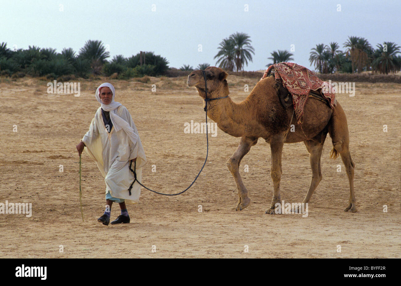 A camel follows a man Stock Photo - Alamy