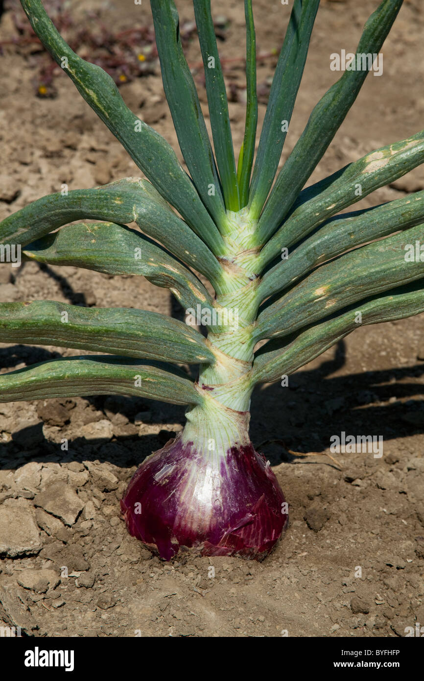 Harvest facilities hi-res stock photography and images - Alamy