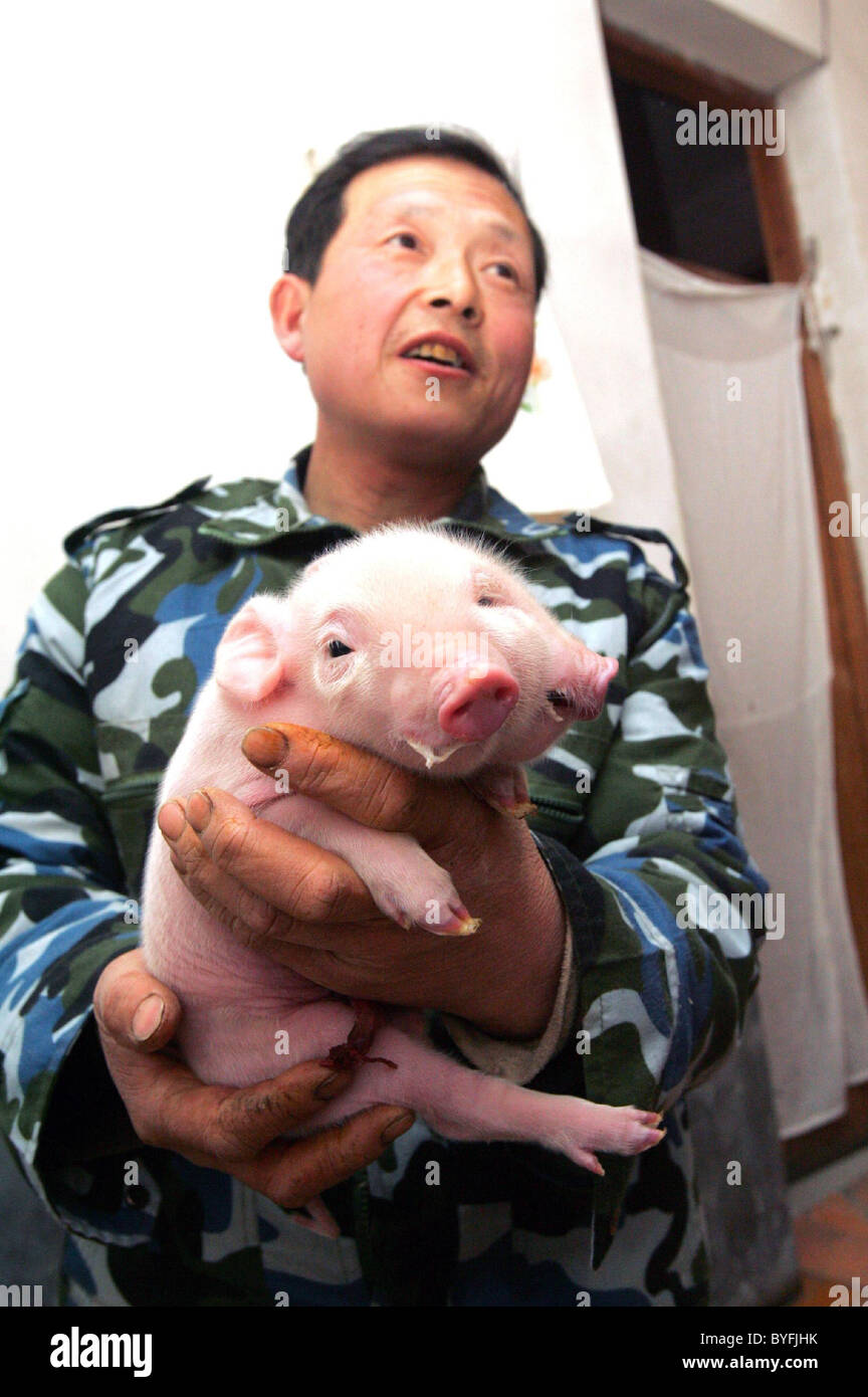 PIG WITH TWO FACES A two-faced piggy with 2 mouths and 3 eyes has been ...