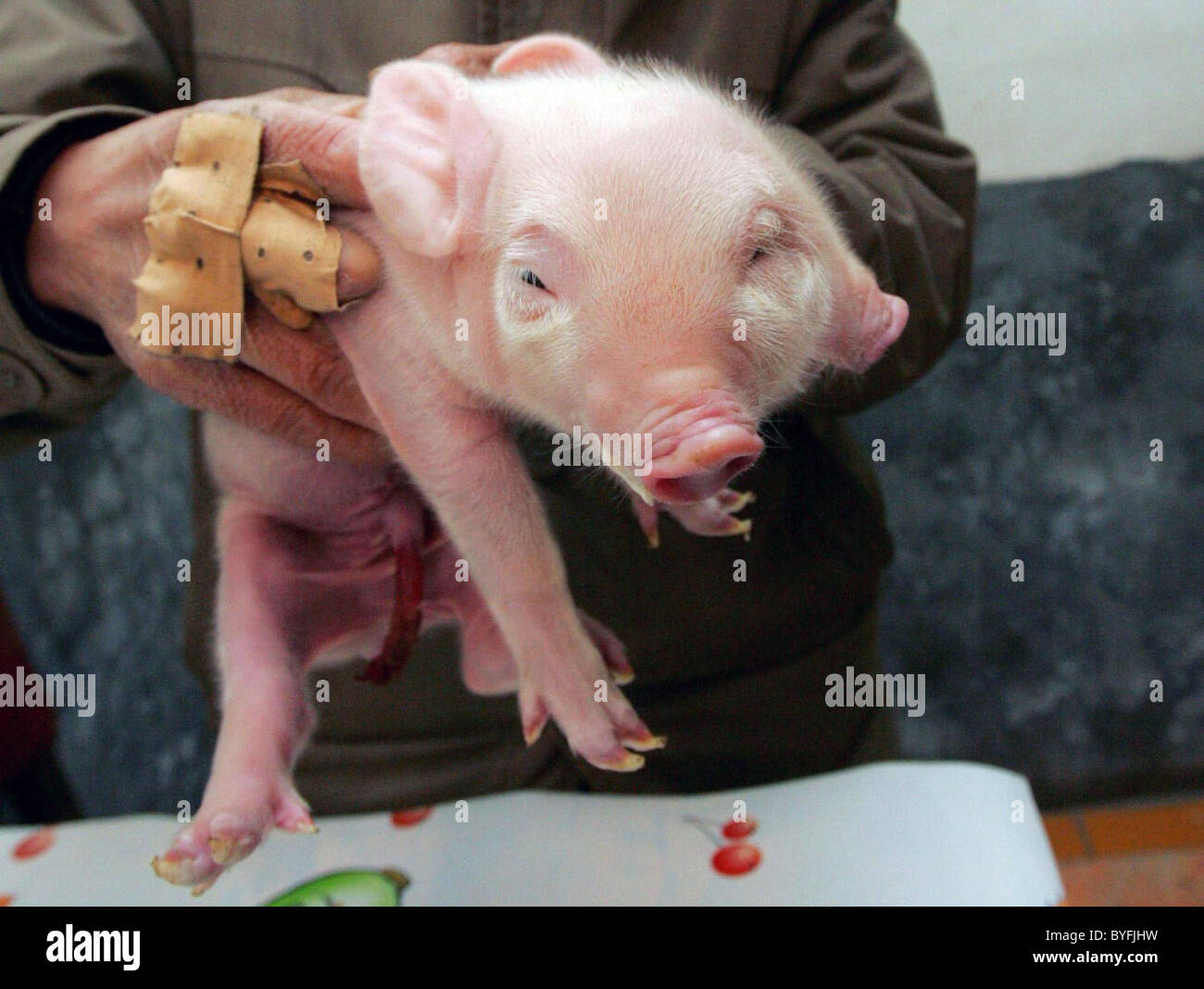 PIG WITH TWO FACES A two-faced piggy with 2 mouths and 3 eyes has been ...