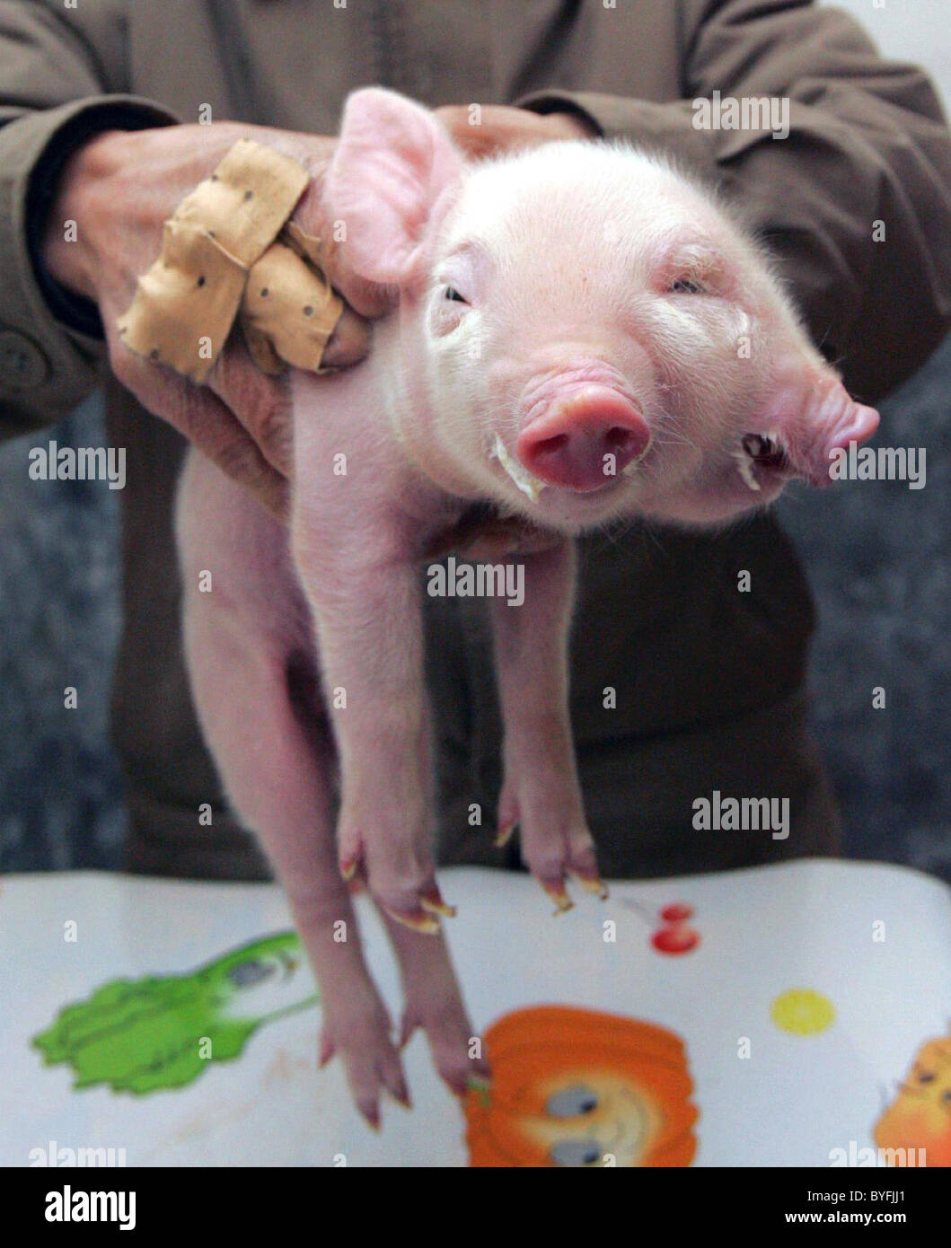 PIG WITH TWO FACES A two-faced piggy with 2 mouths and 3 eyes has been ...